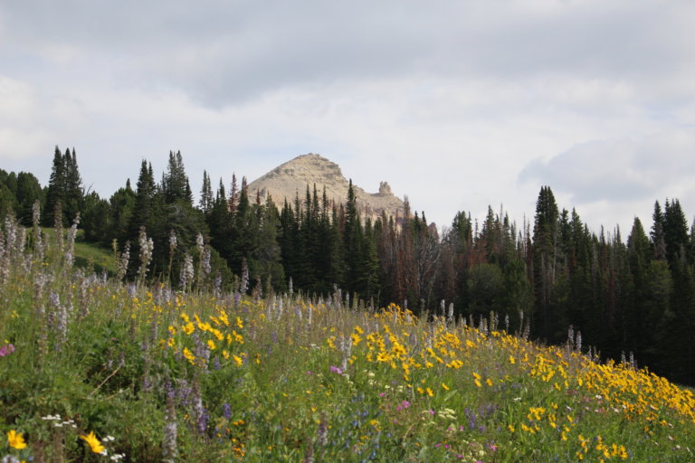 Your Ultimate Guide to the Beartooth Highway - AMcSTravel